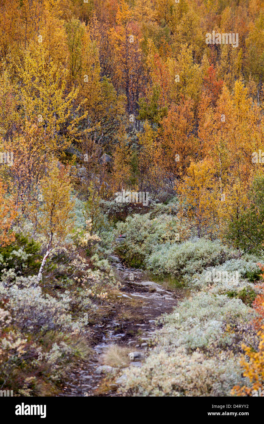 Autumn foliage in the mountain of Norway, Gustatoppen, Rjukan, Norway ...
