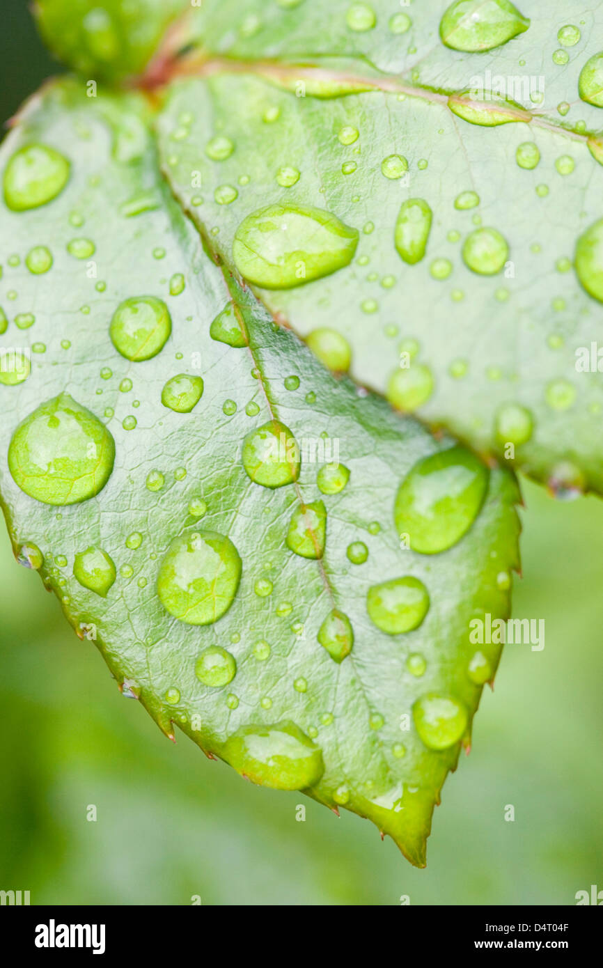 Rain Drops on Fresh Rose Leaves Stock Photo - Alamy