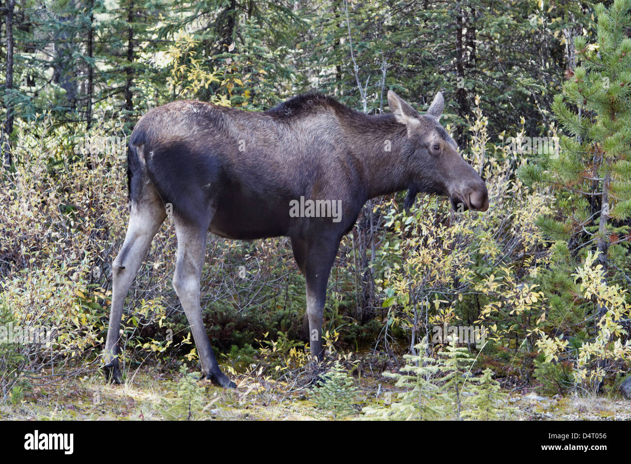 Adult Female Moose High Resolution Stock Photography and Images - Alamy