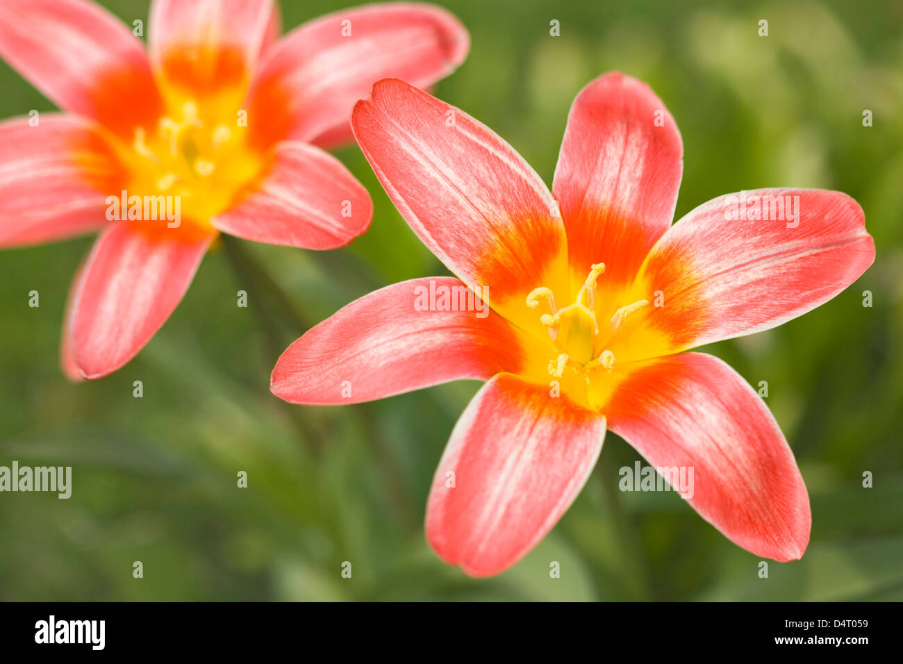 Two tulip flowers hi-res stock photography and images - Alamy