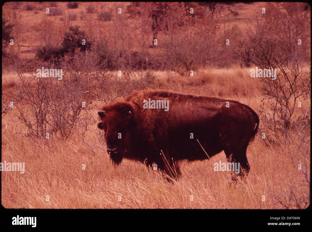 A photograph taken in November 1972 at Bell Ranch, Texas, showing ...