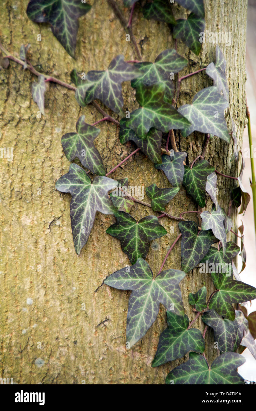Vine climbing tree trunk hi-res stock photography and images - Alamy