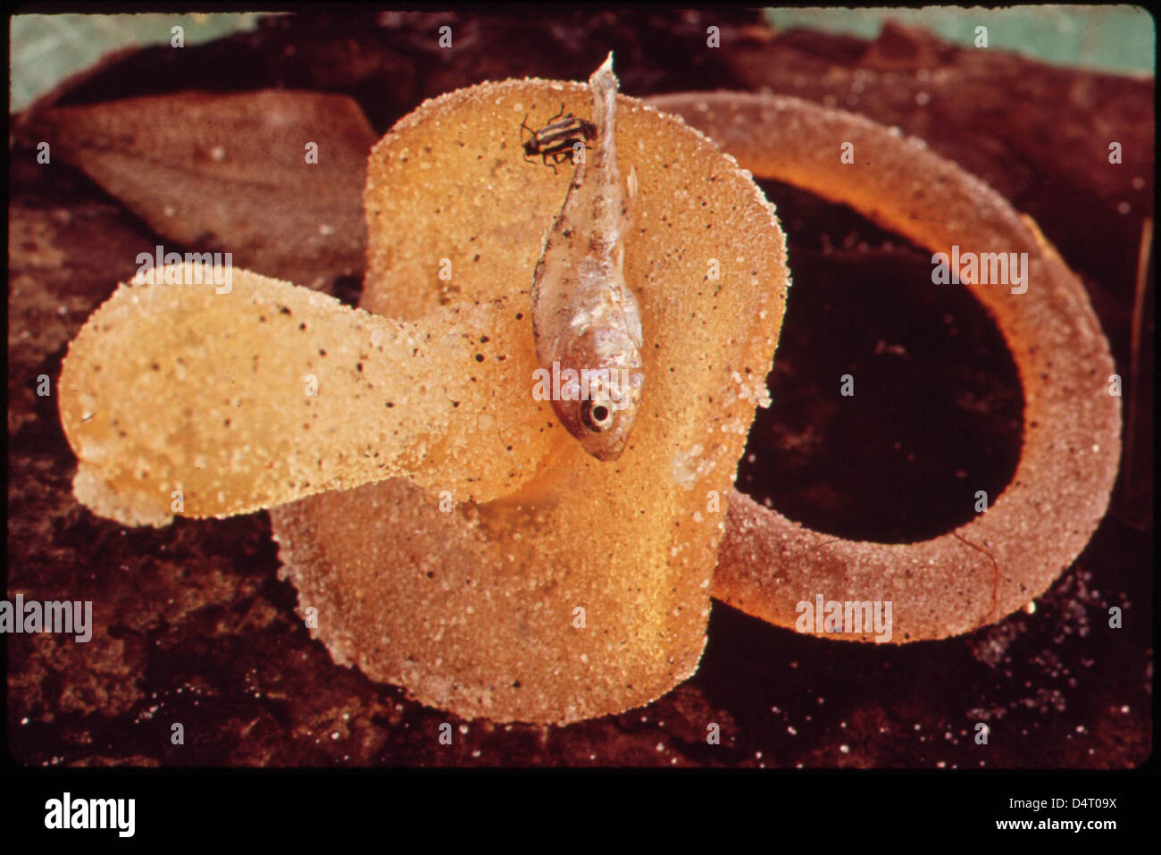 A 1972 photograph showing garbage and small dead fish washed ashore ...