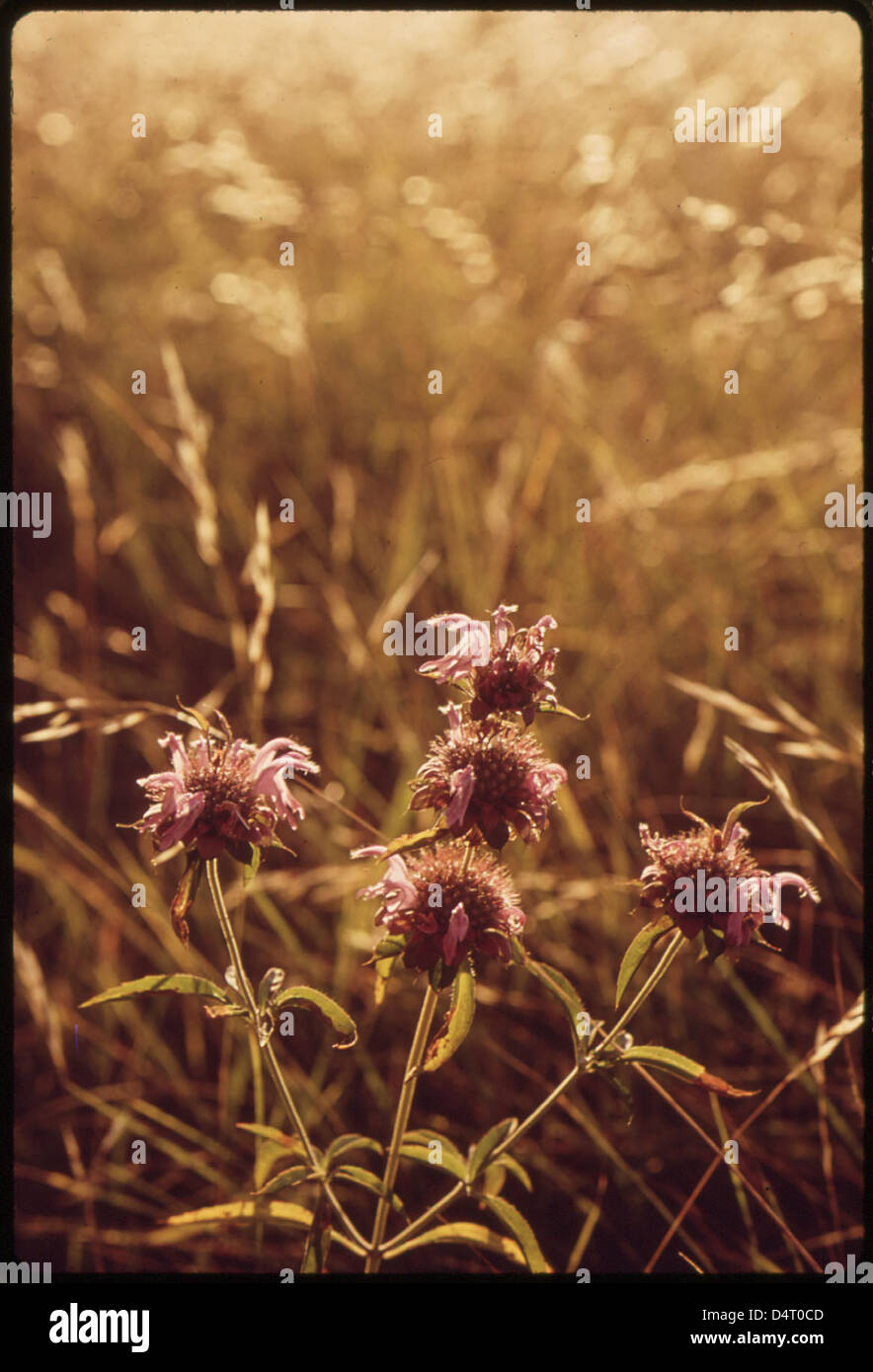 Plants in a forest area, damaged by chemical pollution from Mill Creek ...