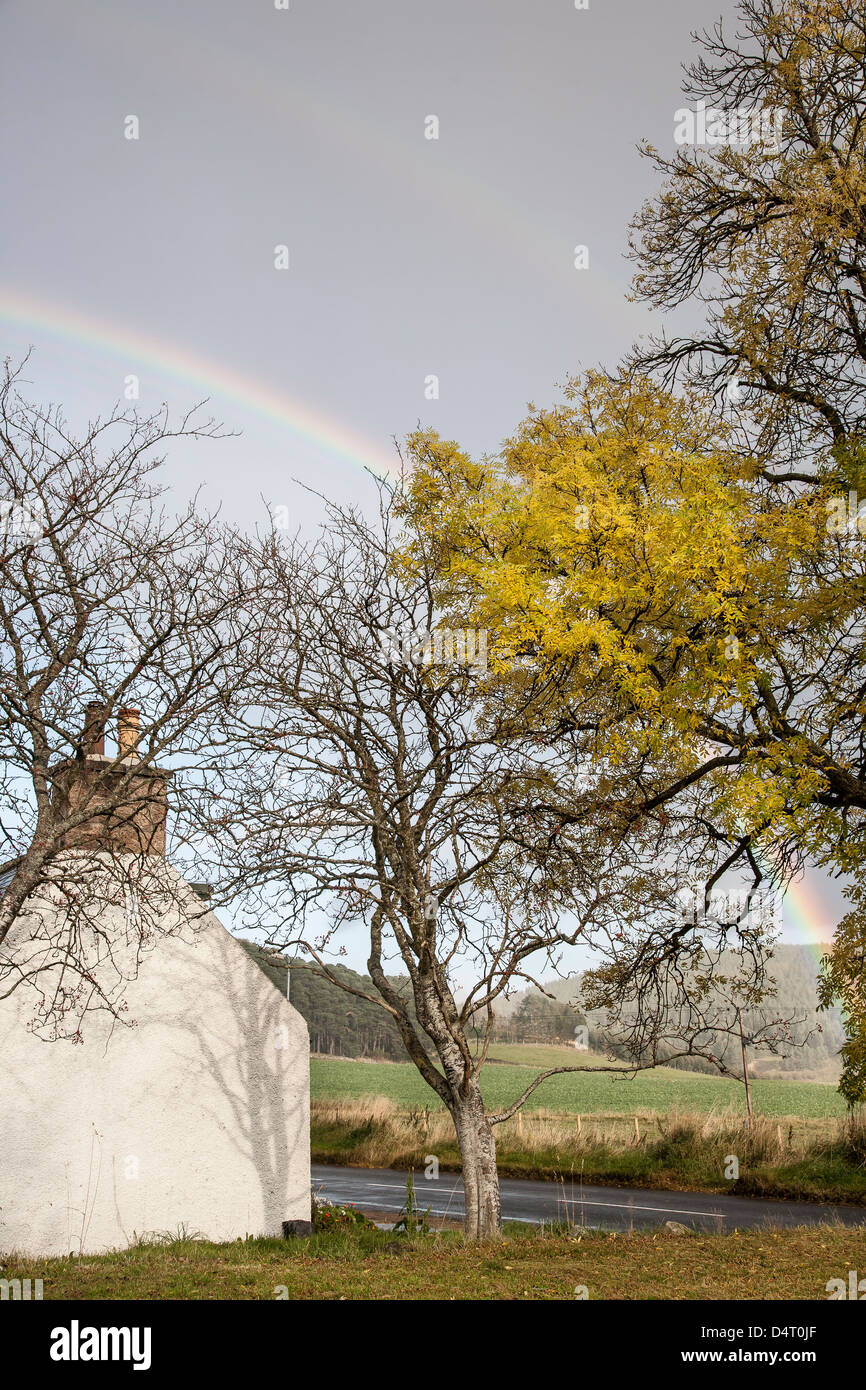 Ash tree (Fraxinus excelsior) & rainbow at Strathdon in Aberdeenshire ...
