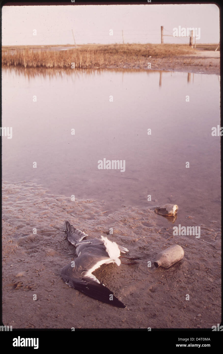 This 1972 image shows a dead bird in polluted water, highlighting ...
