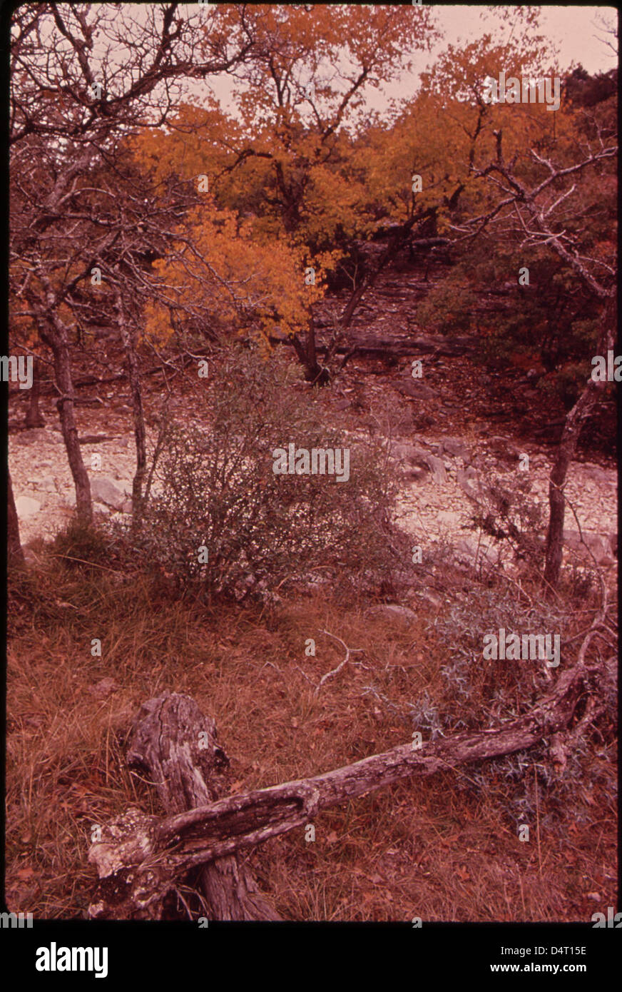 A photograph of autumn trees taken in November 1972 as part of the ...