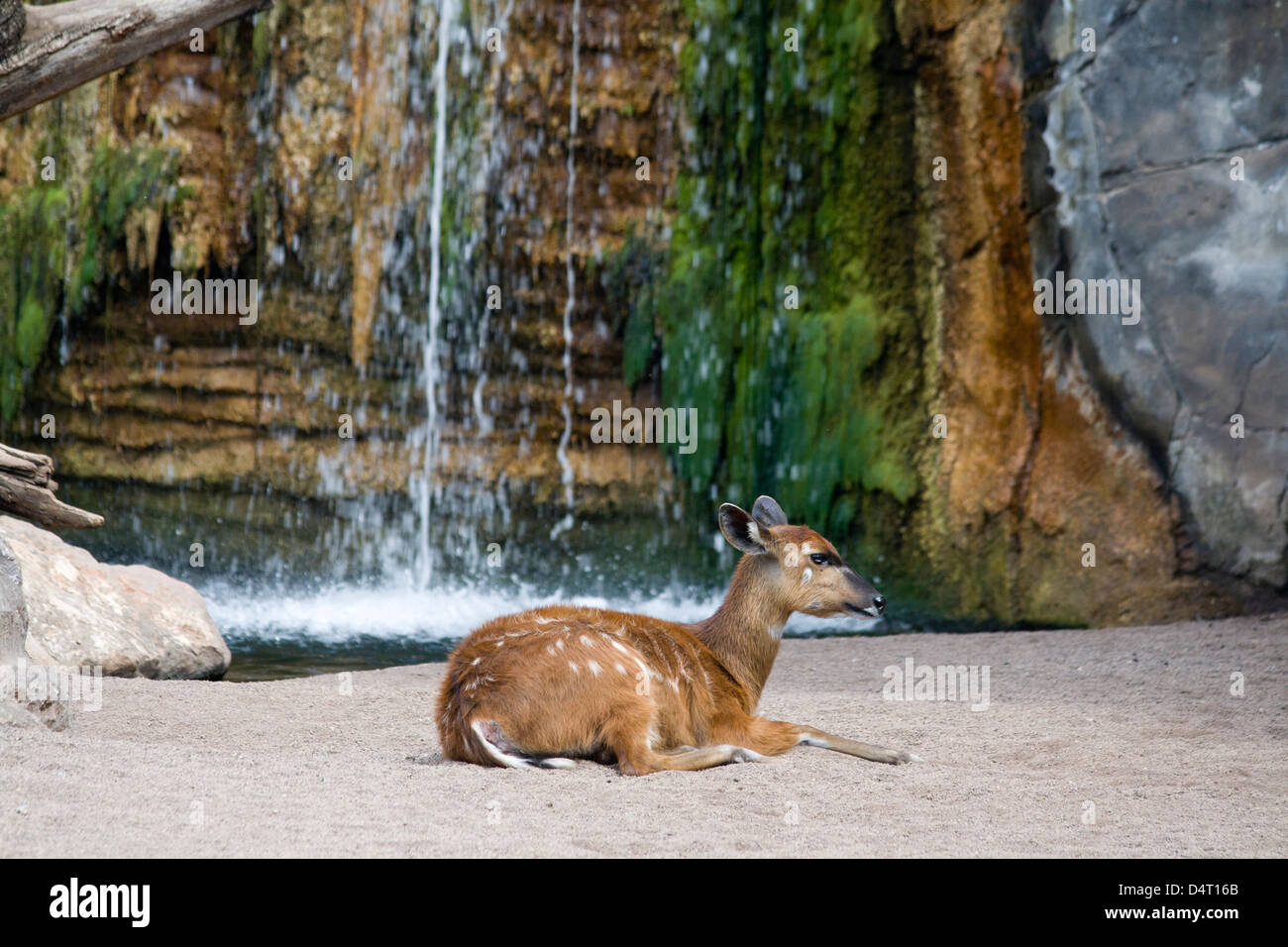 Deer resting in the zoo Stock Photo - Alamy