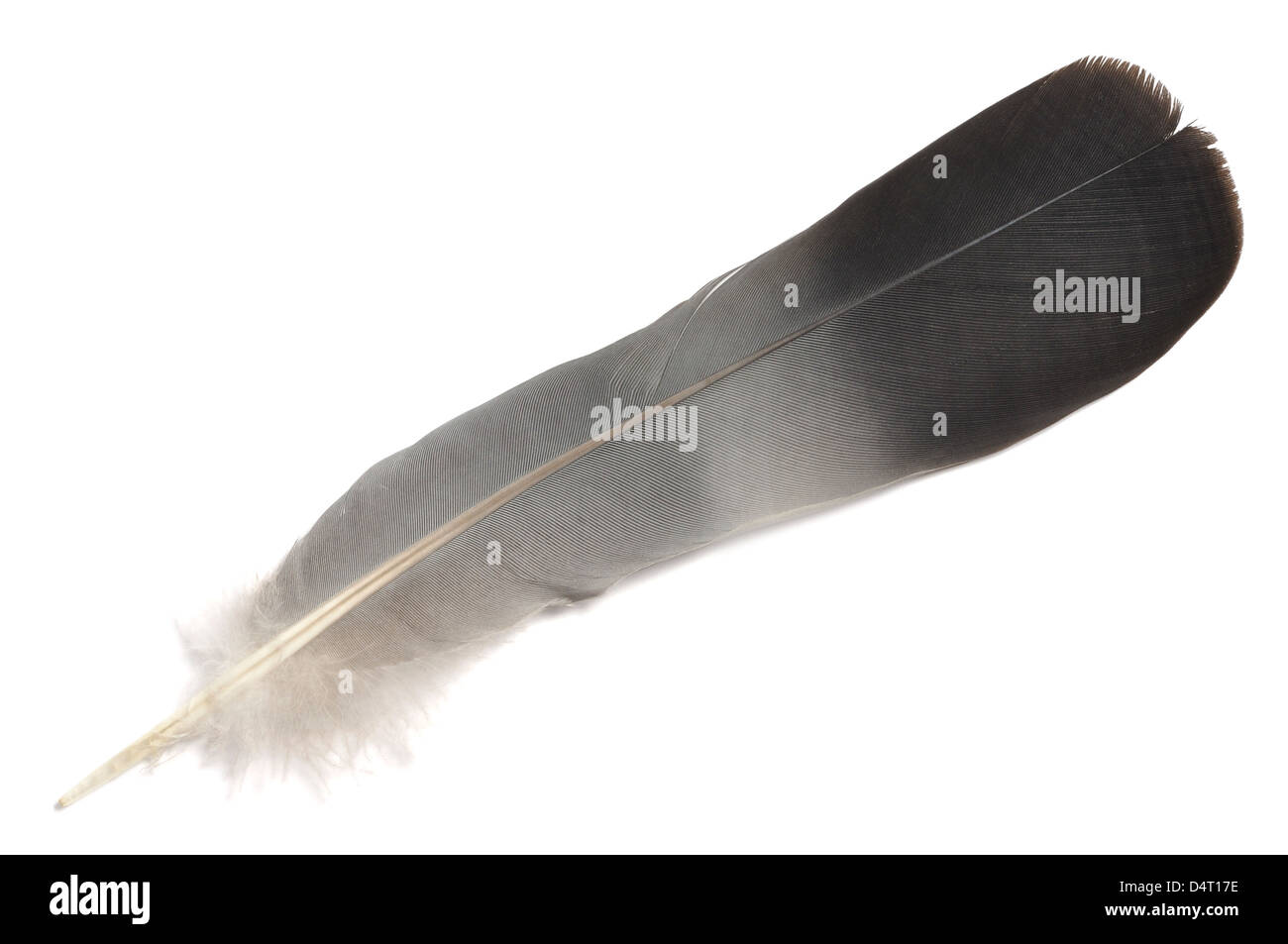 Grey feather hi-res stock photography and images - Alamy