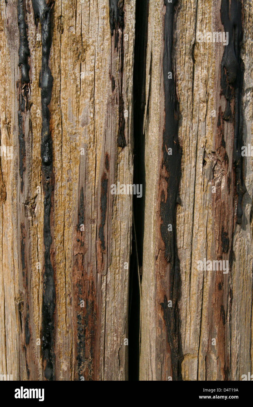 Old weathered timber sleeper Stock Photo - Alamy