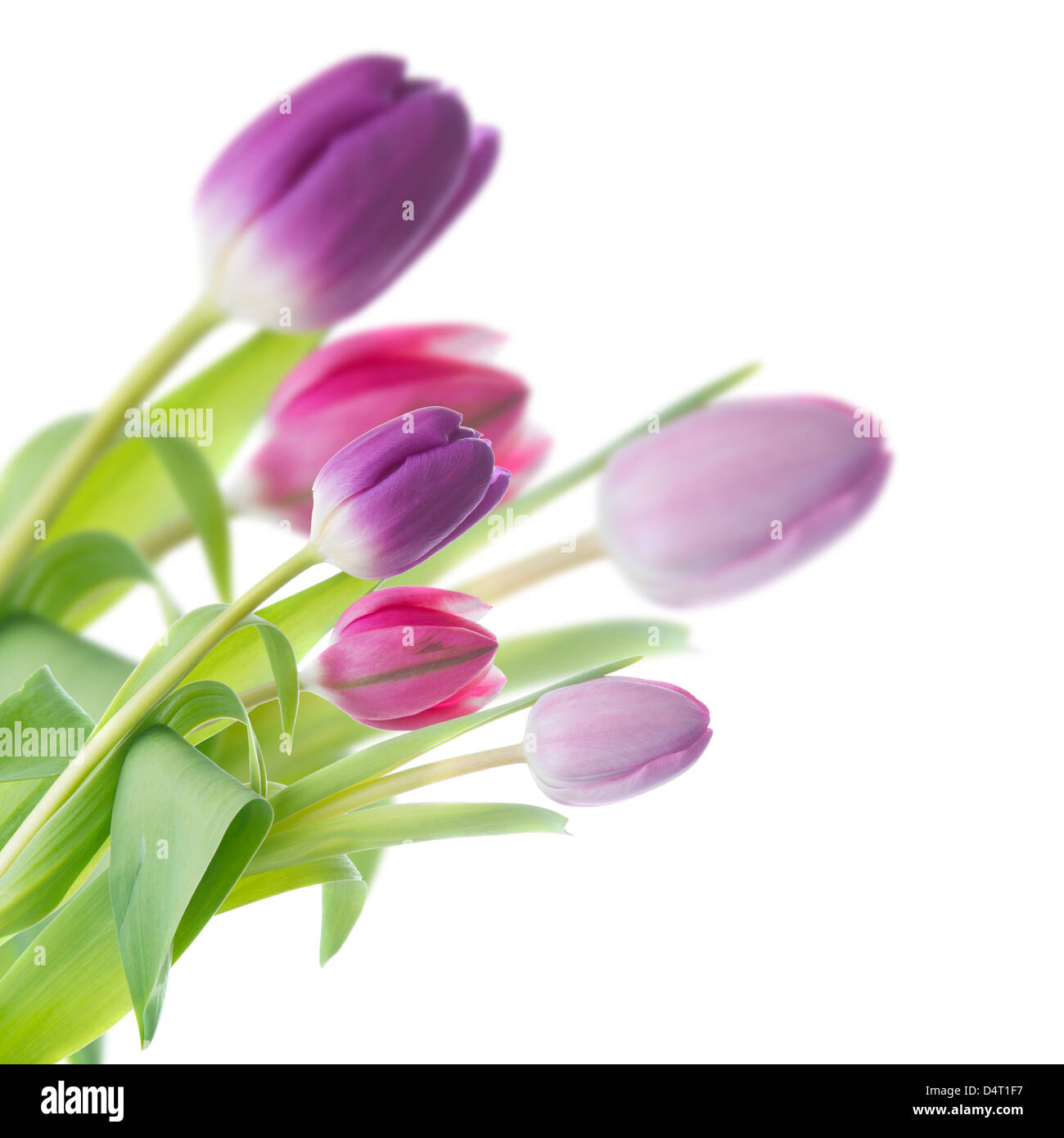 purple tulips in a corner of the frame on a white background Stock ...
