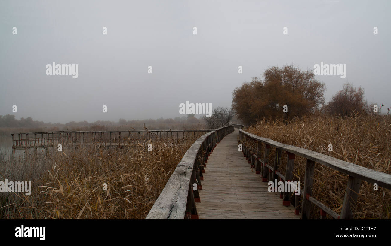 Day of fog in the nature reserve of Daimiel's Tables Stock Photo - Alamy