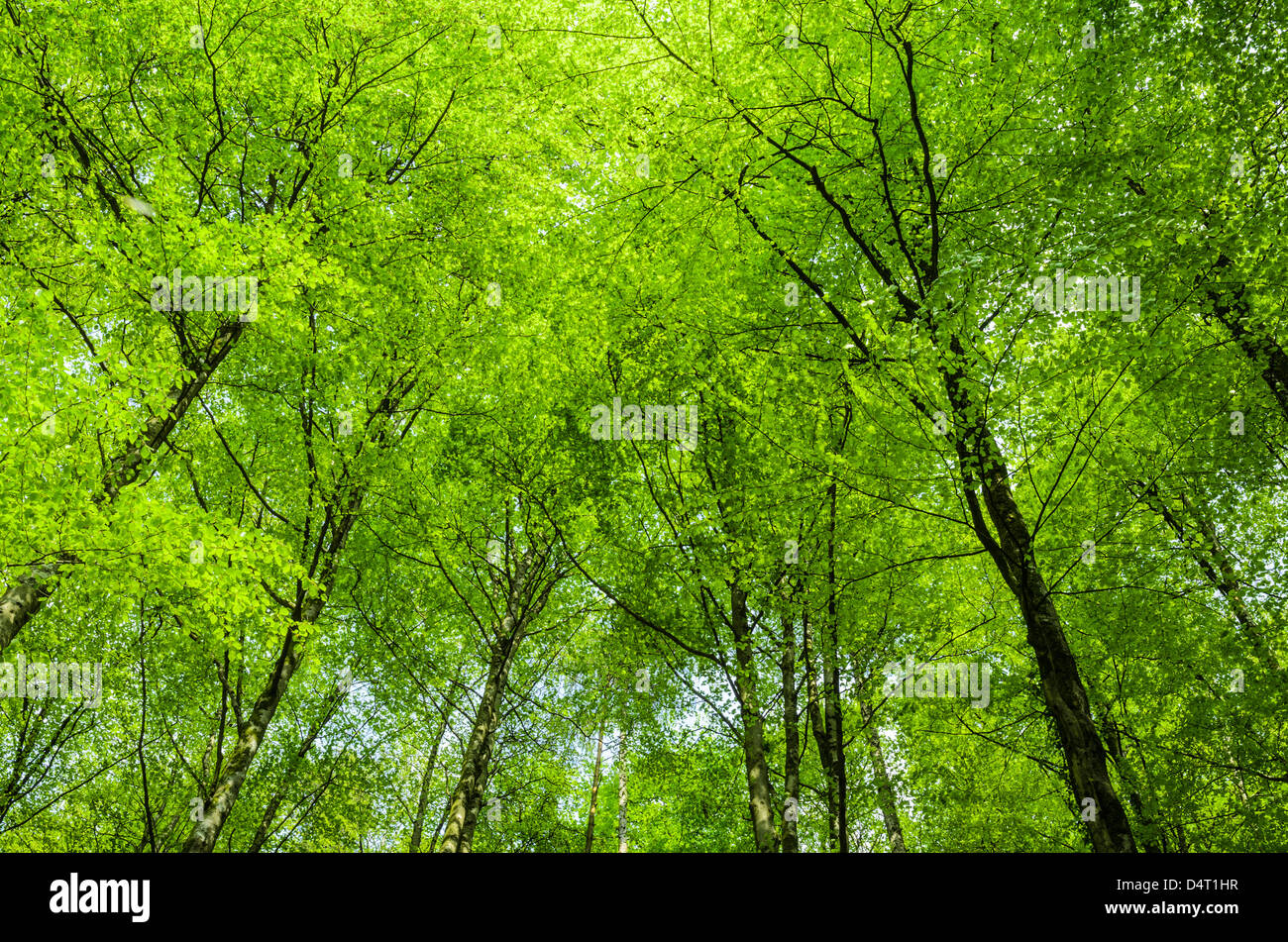 The great beech hi-res stock photography and images - Alamy