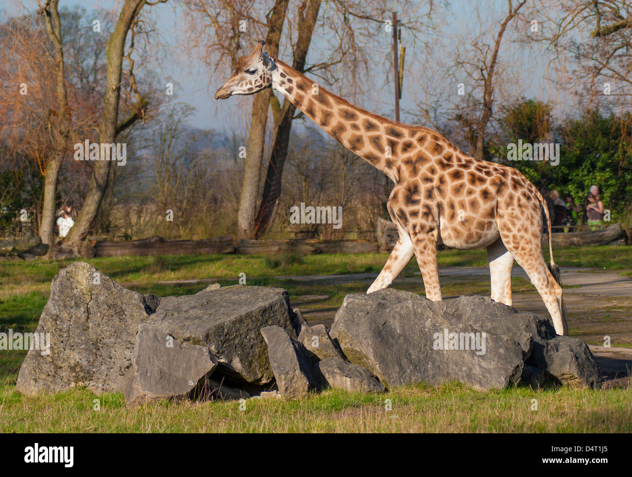 Giraffe walking hi-res stock photography and images - Alamy