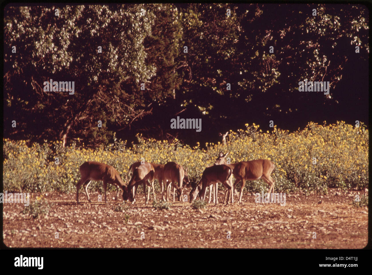 A photograph of wild fawns at their feeding place, captured in June ...