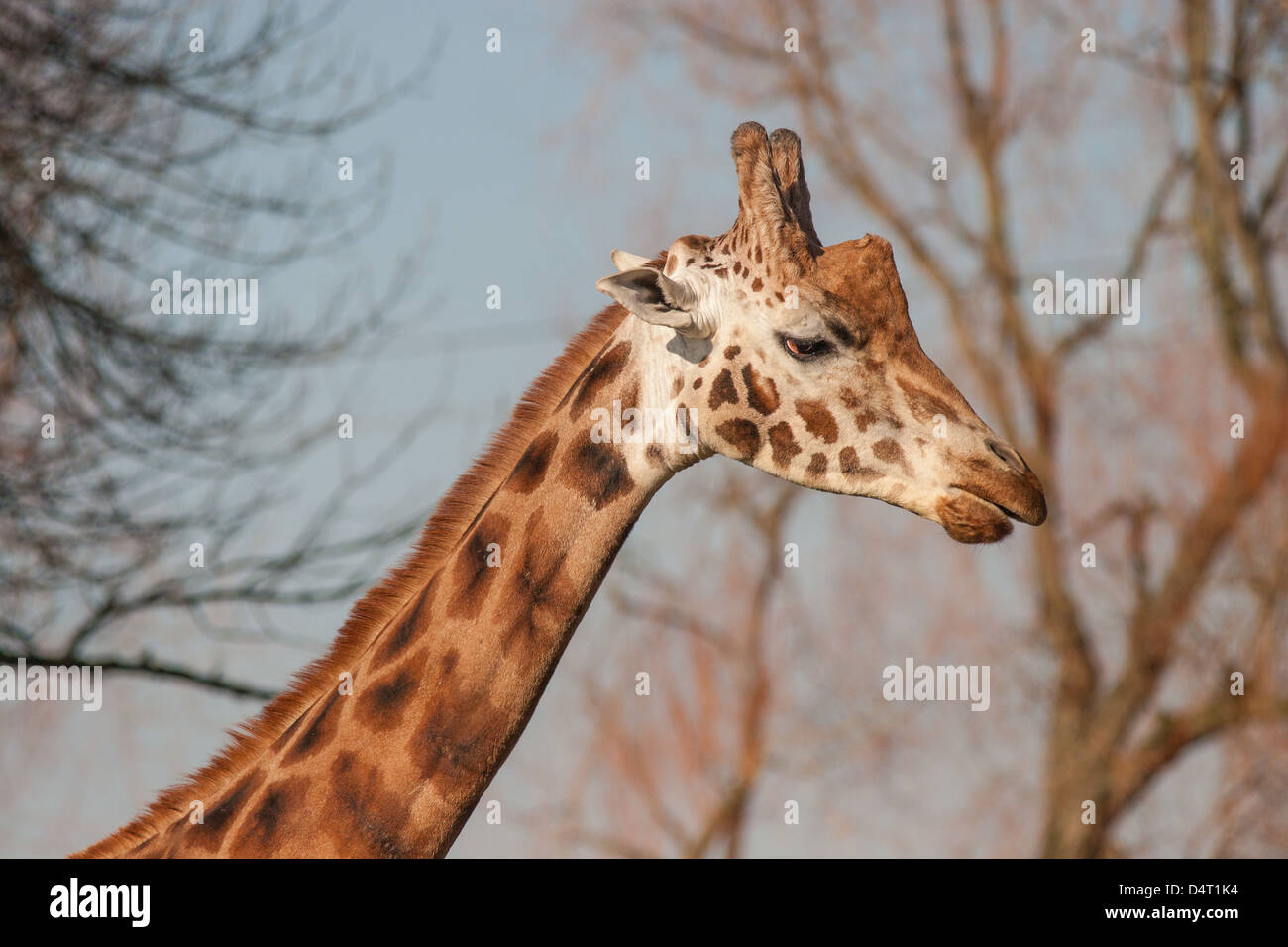 Giraffe head neck hi-res stock photography and images - Alamy