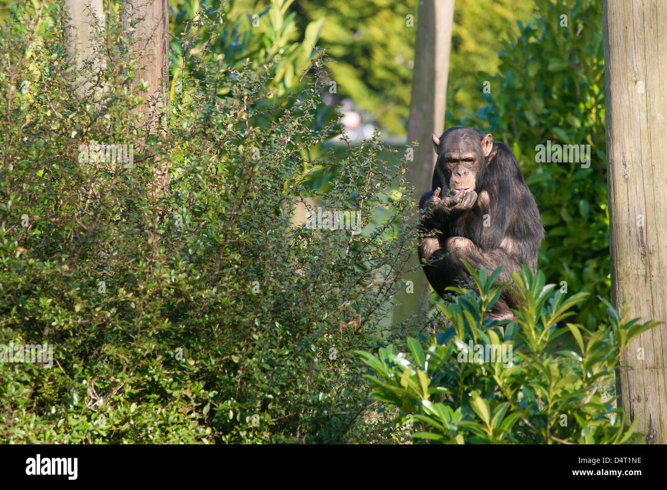 Chimpanzee sat in the sun in a zoo Stock Photo - Alamy