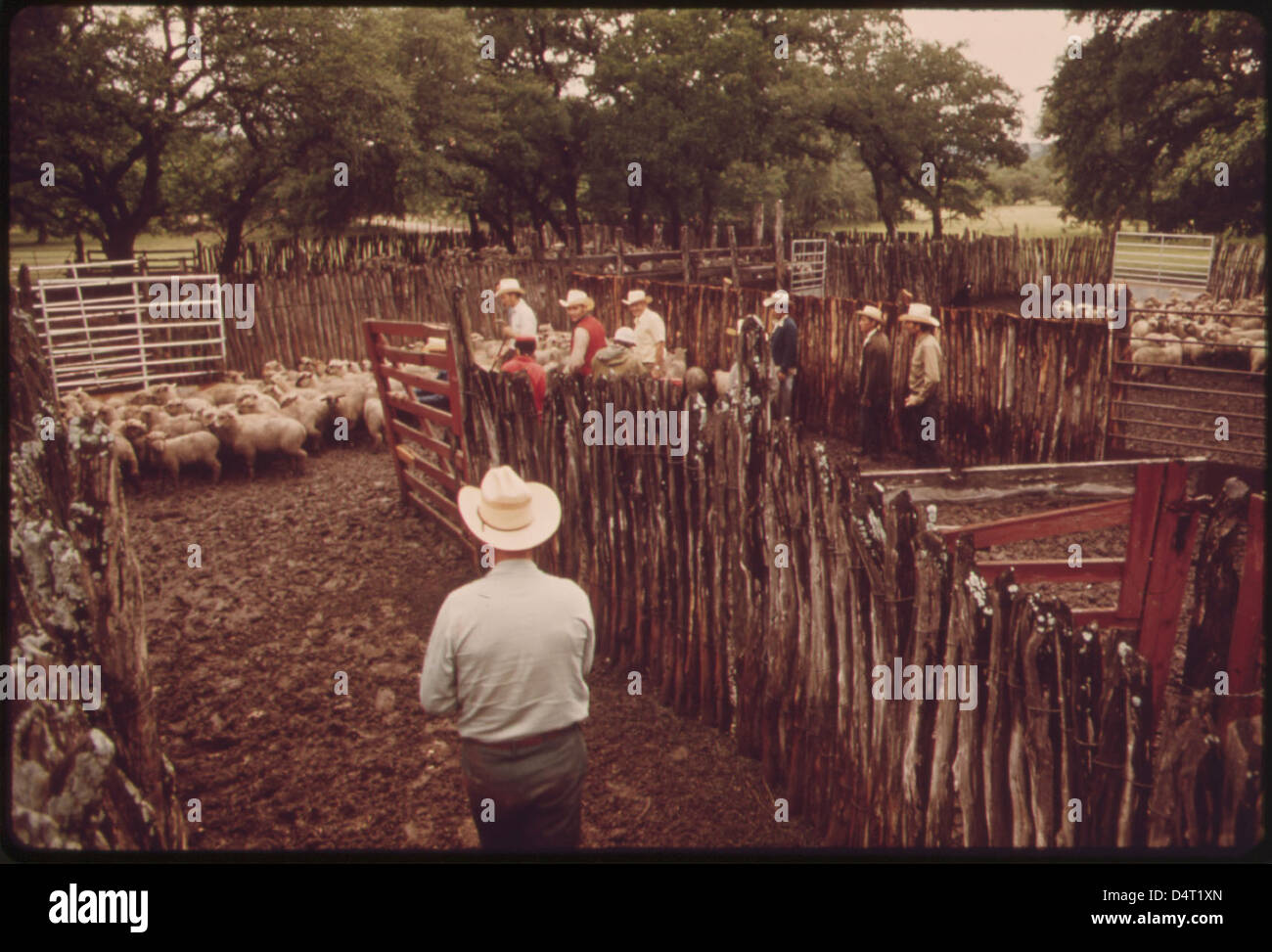 This 1973 image shows sheep being herded toward loading pens on a ranch ...