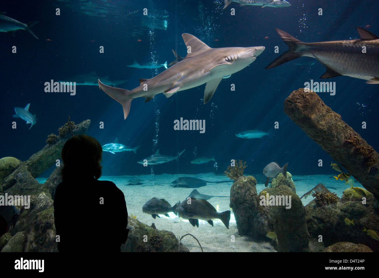 Albuquerque aquarium hi-res stock photography and images - Alamy