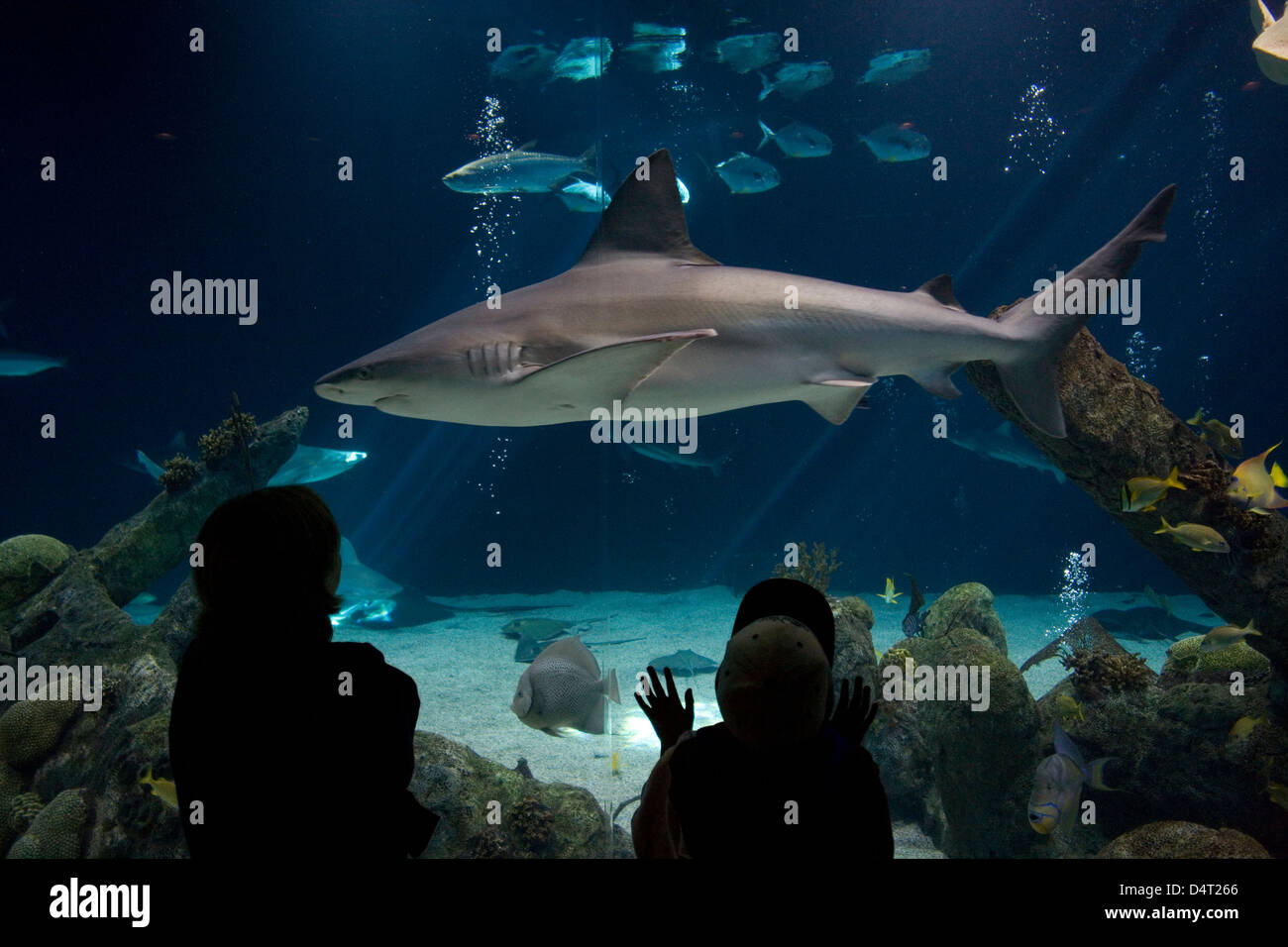 Albuquerque: BioPark city aquarium Stock Photo - Alamy