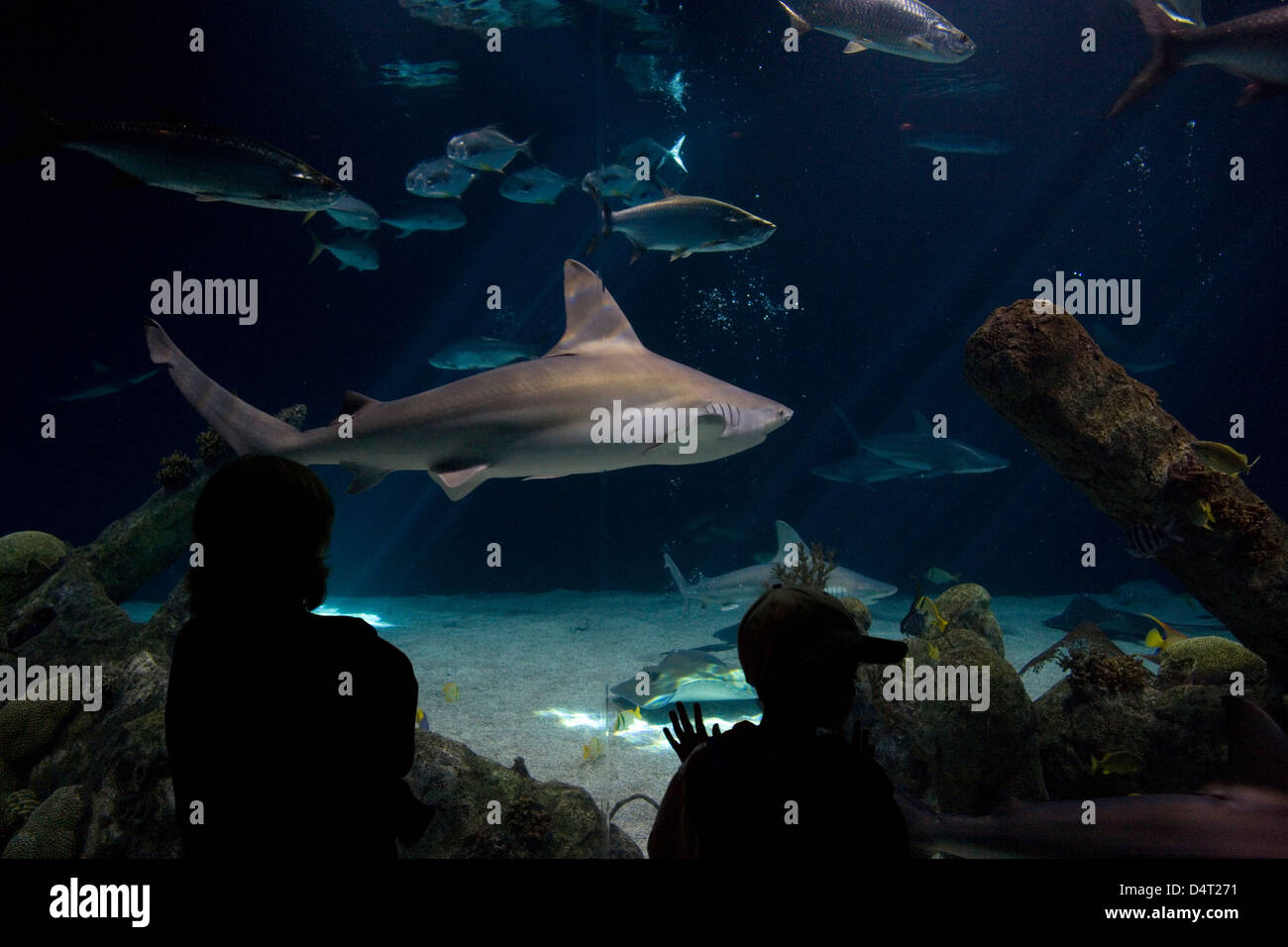 Albuquerque: BioPark city aquarium Stock Photo - Alamy