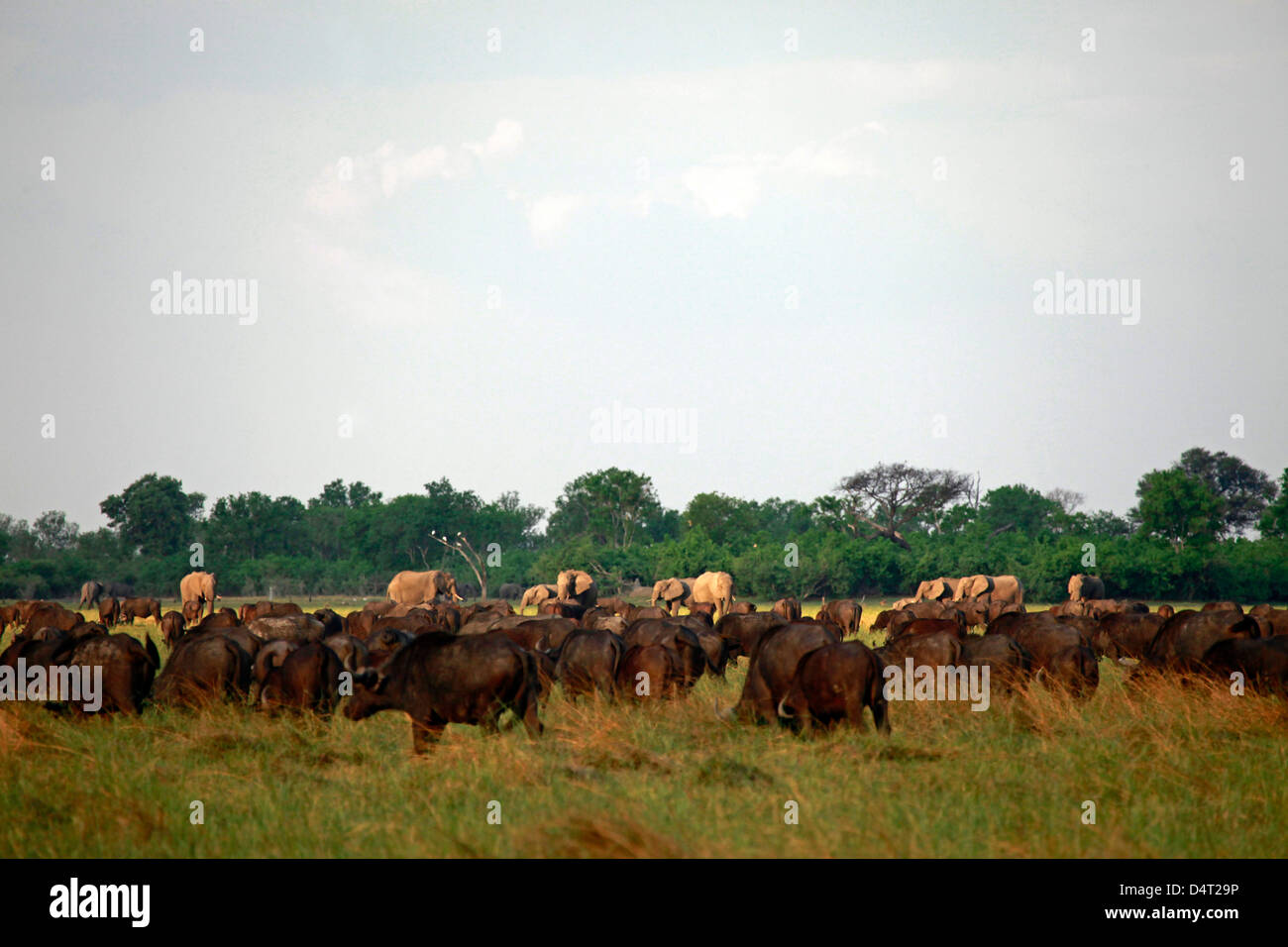 Africa botswana chobe national park cape buffalo hi-res stock ...