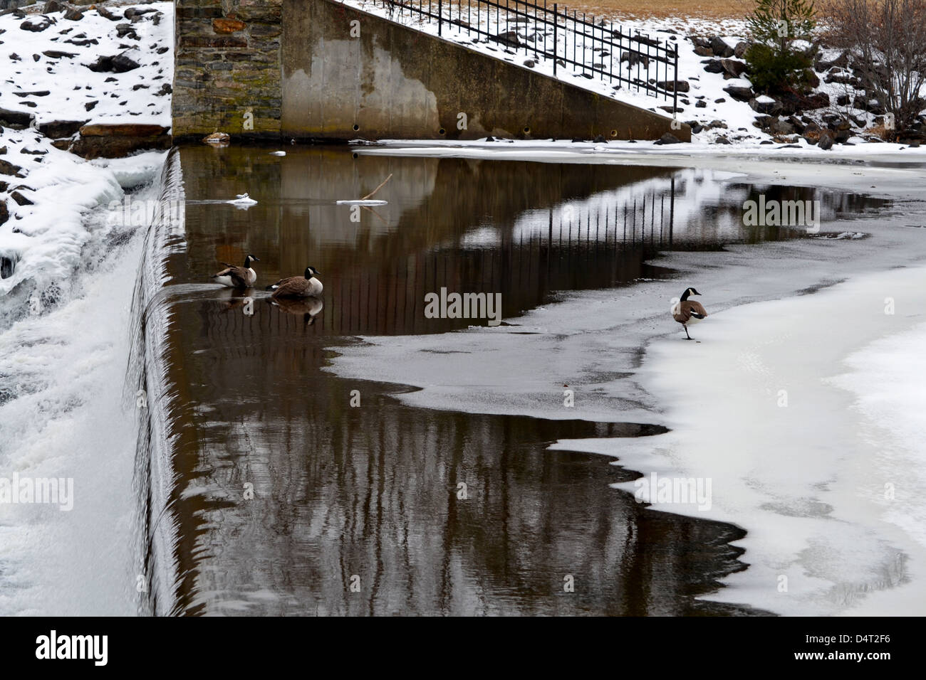 Goose geese birds hi-res stock photography and images - Alamy