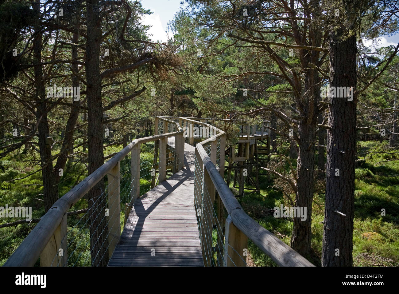 Carrbridge, Great Britain, the Treetop Trail at the Landmark Forest ...