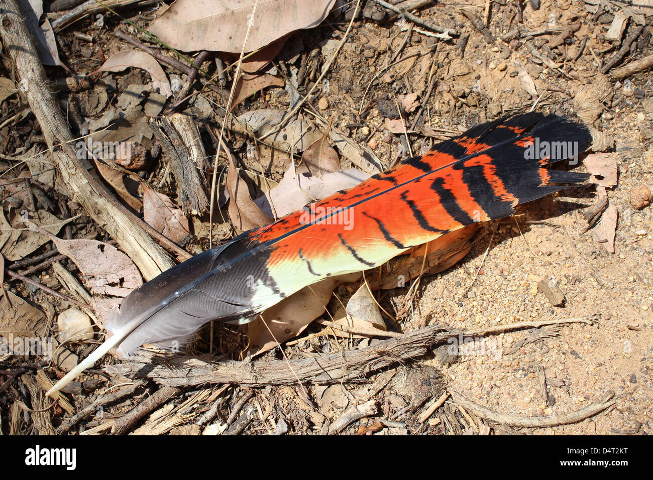 Feather of rare protected Australian red tailed black Cockatoo lying in ...