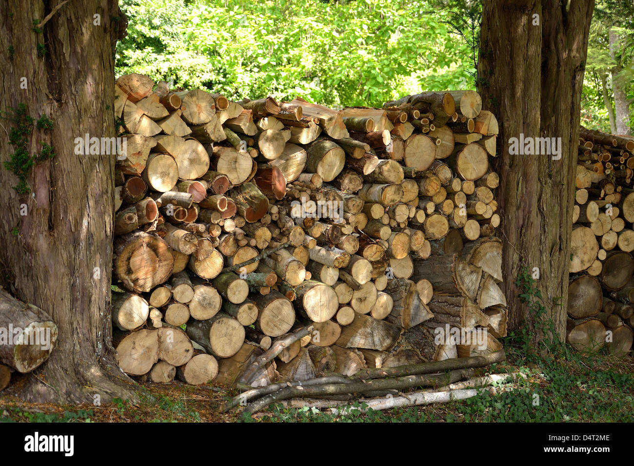 Stack of logs under trees Stock Photo - Alamy