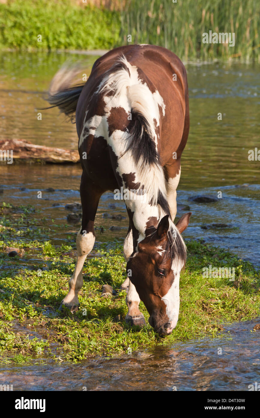 Horse drinking water farm hi-res stock photography and images - Alamy