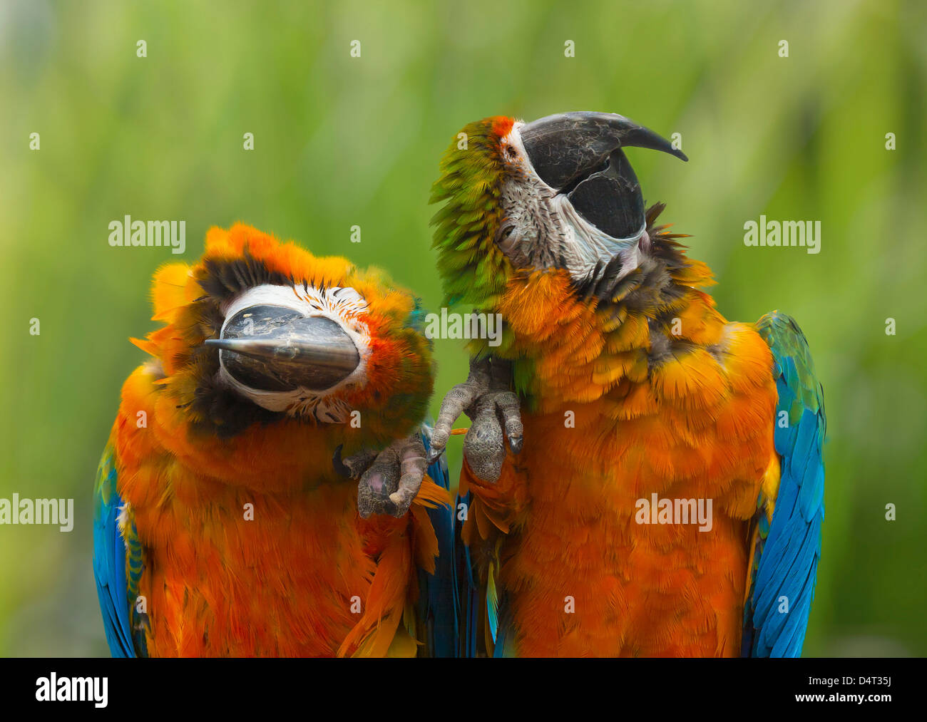 Two Macaws sitting together Stock Photo - Alamy