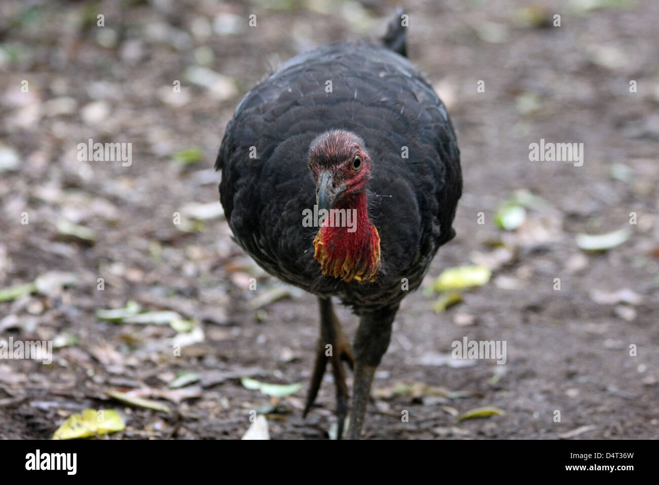 A close up of an Australian Brush Turkey taken at O'reillys Rainforest ...