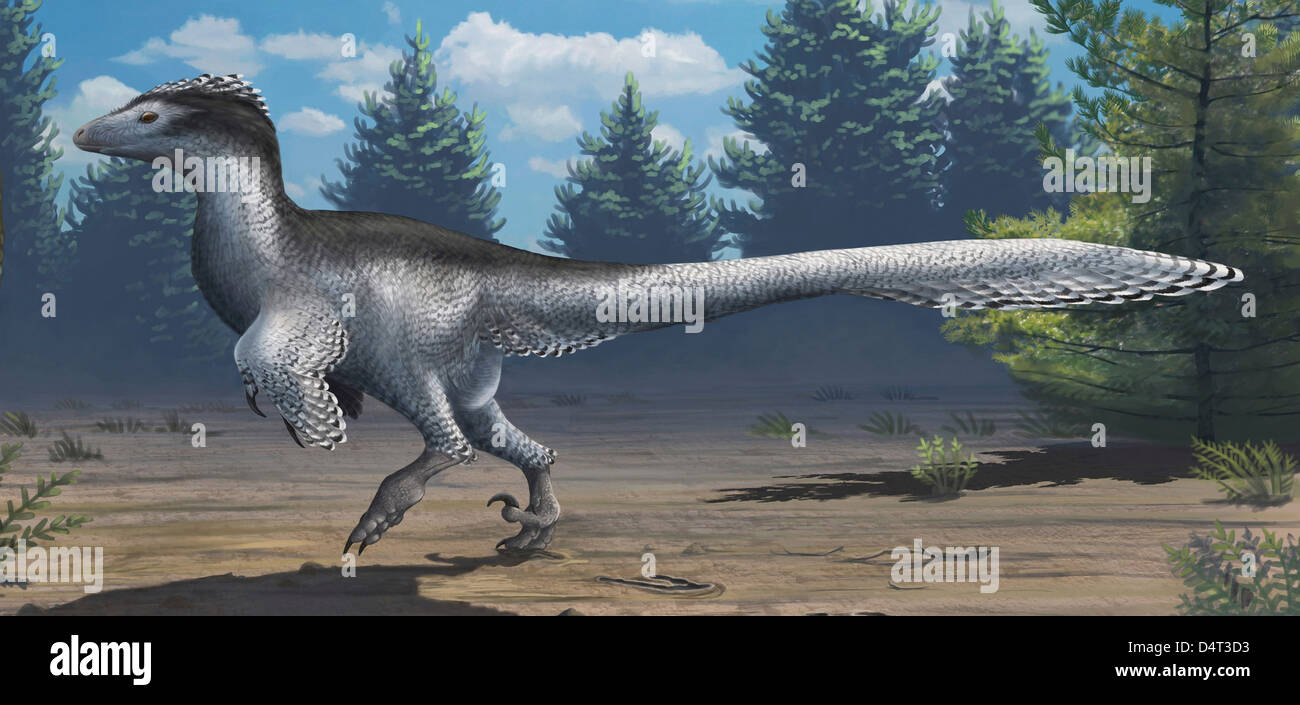A mid-sized Cretaceous China deinonychosaur Stock Photo - Alamy