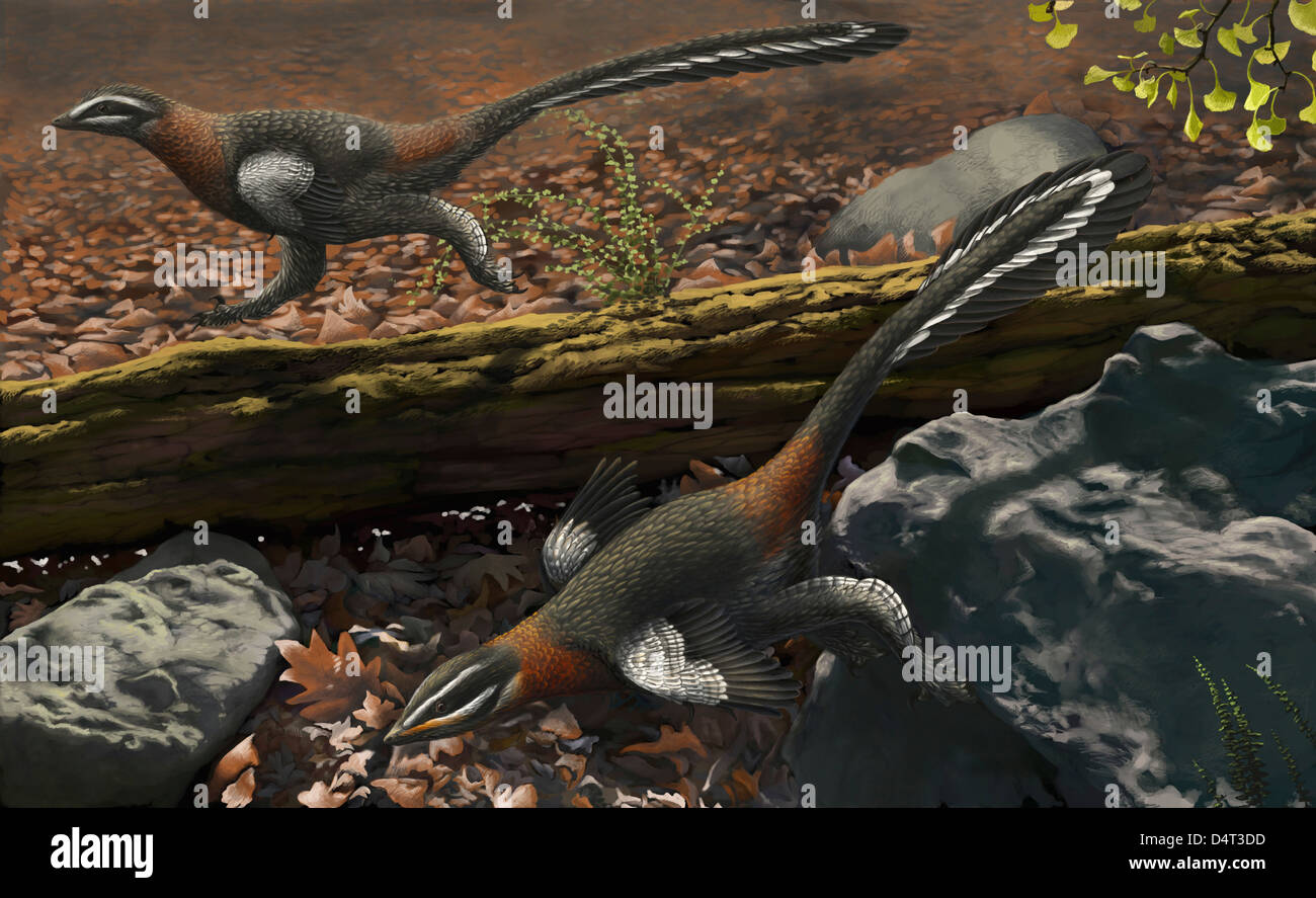 Mei long, the famous troodontid in the sleeping position, was surely ...
