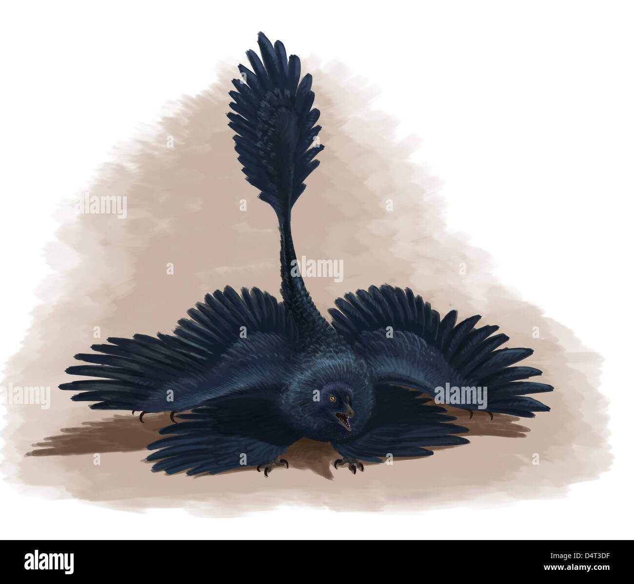 Four wings hi-res stock photography and images - Alamy