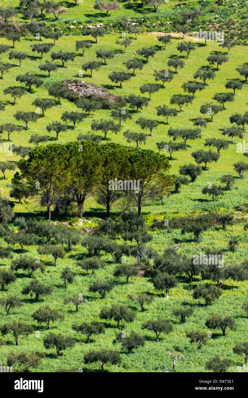 Olive trees in green field, geometric pattern, Sicily, Italy Stock ...
