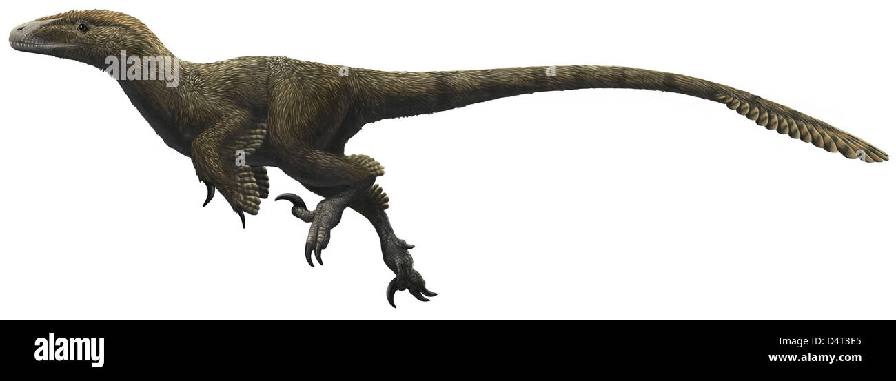 Utahraptor ostrommaysorum, one of the largest known dromaeosaurs Stock ...