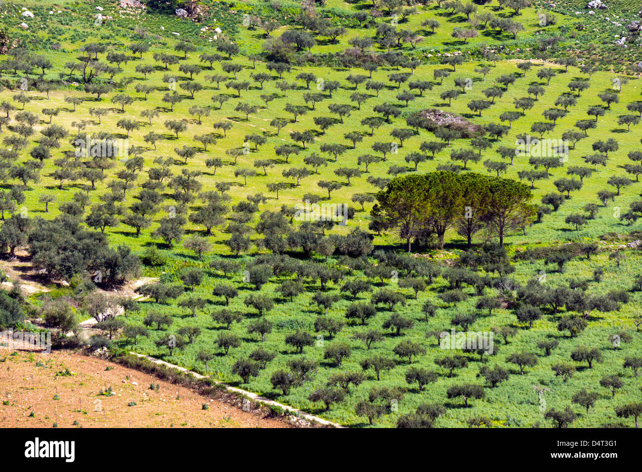 Olive oil production sicily hi-res stock photography and images - Alamy