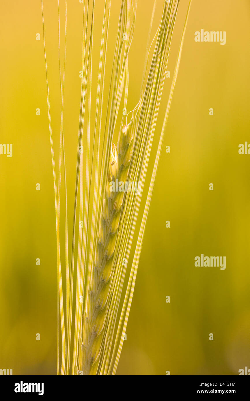 Ear of barley hi-res stock photography and images - Alamy