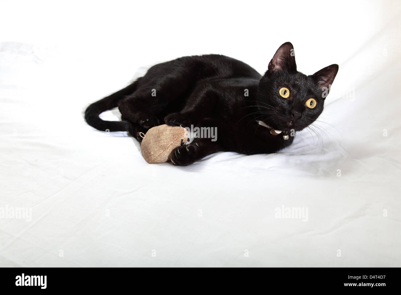 Black and white mouse hi-res stock photography and images - Alamy