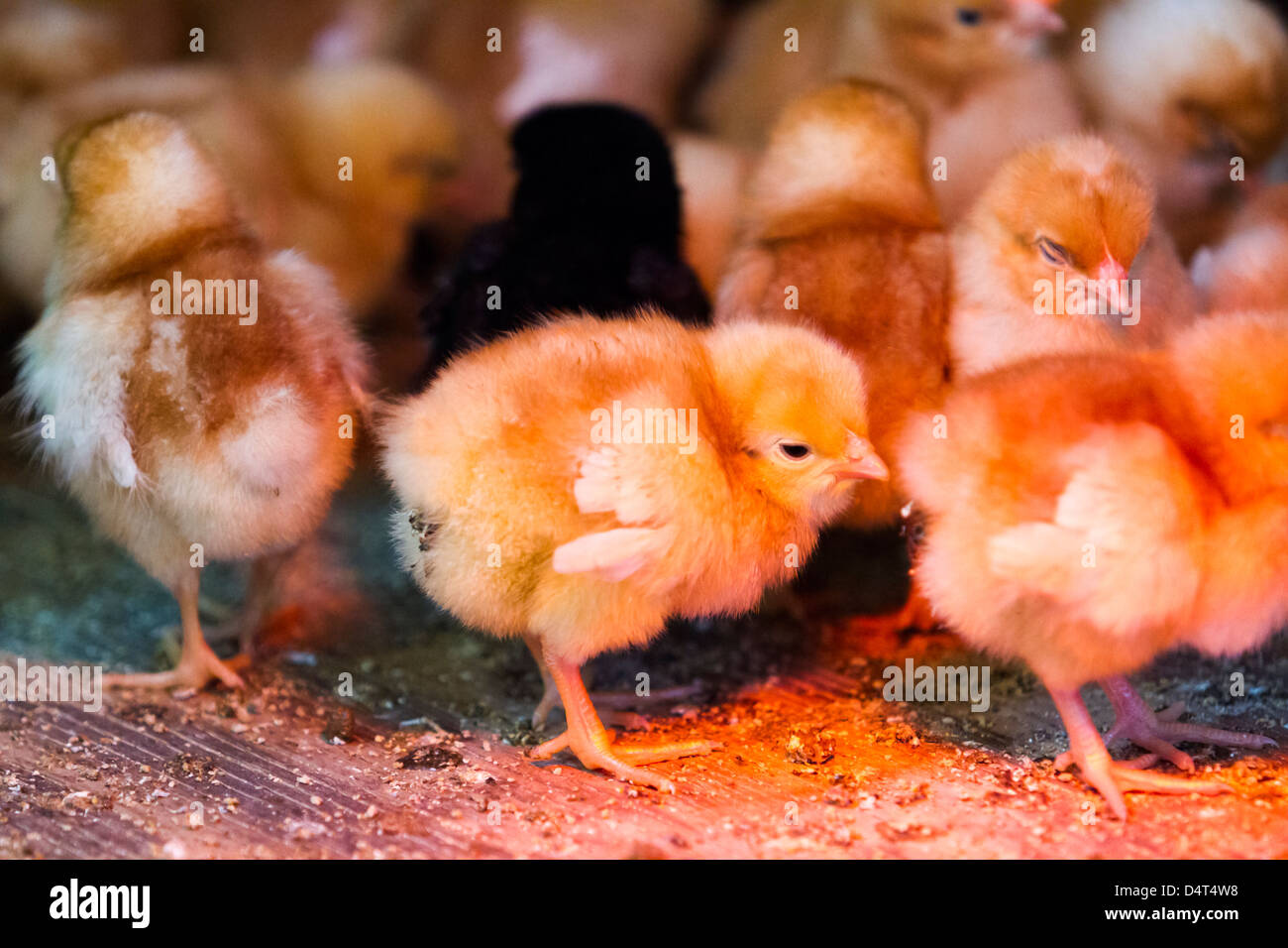 A bunch of little chicks on a farm. They're crowded around heat lamp ...