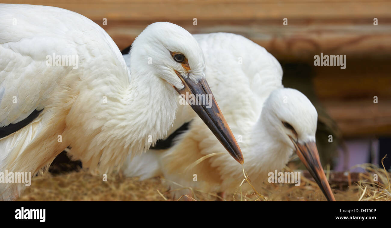 What Does A Baby Stork Look Like