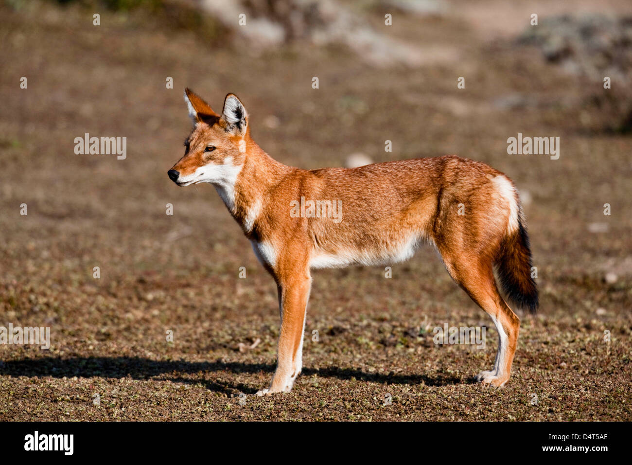 Ethiopian Wolf (Canis simensis), Bale Mountains National Park, Ethiopia ...