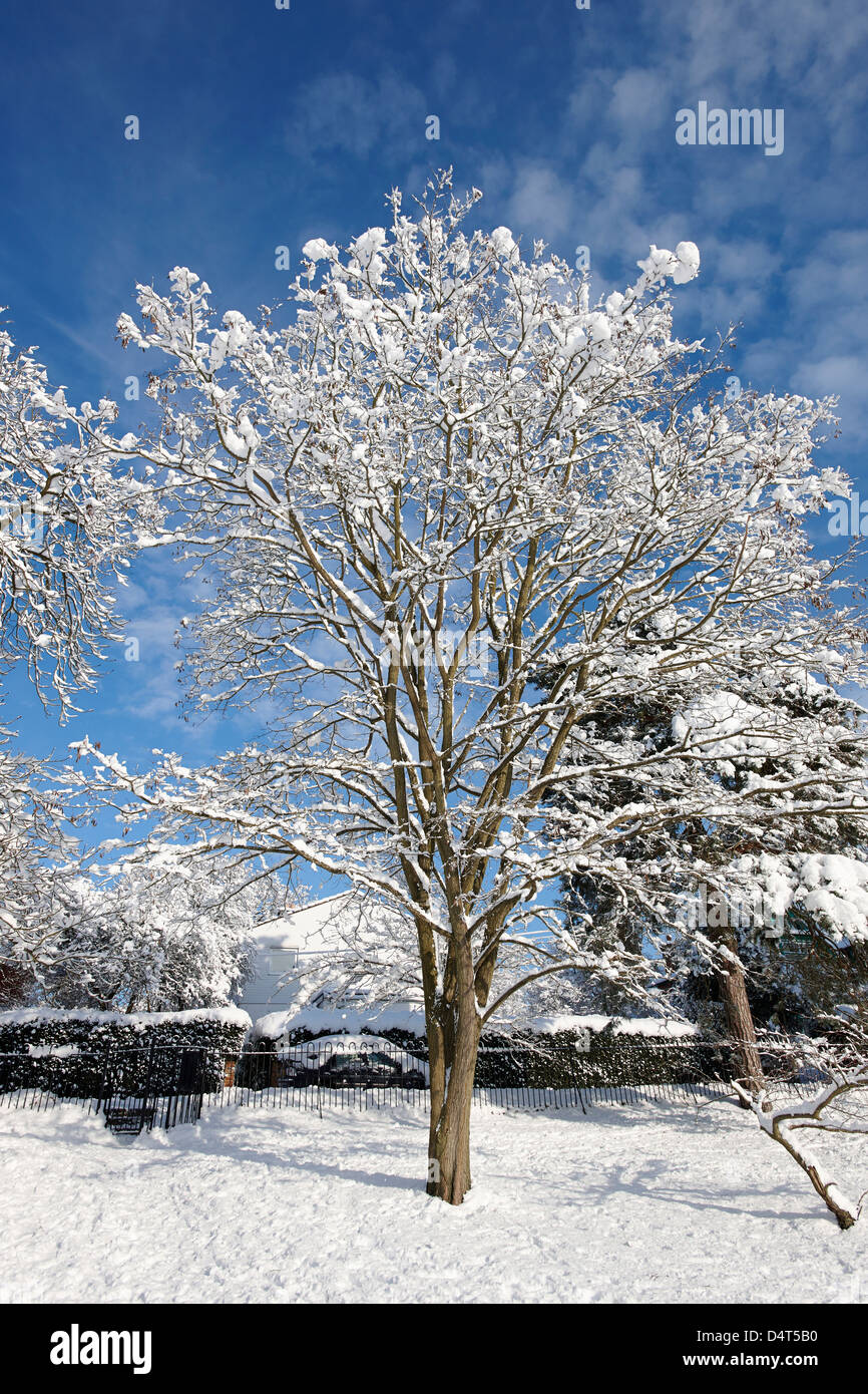 Crowthorne in Winter Stock Photo - Alamy