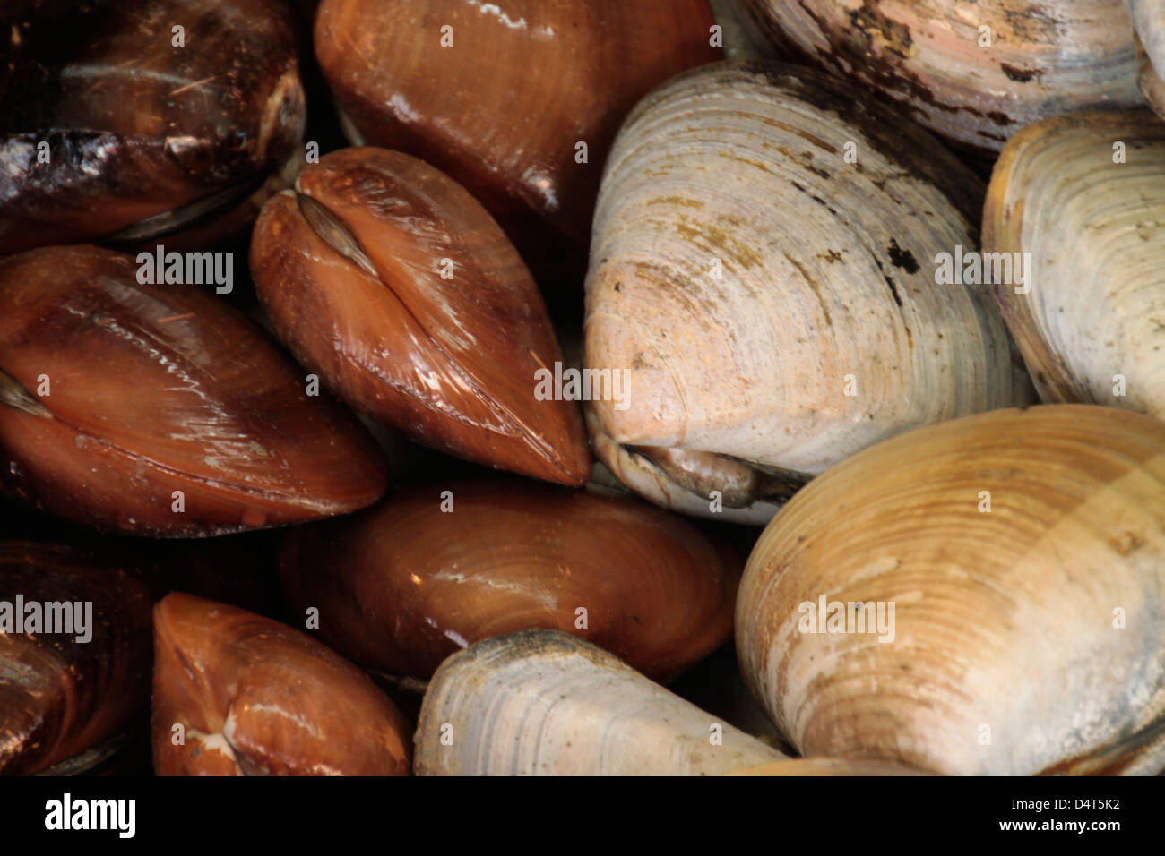 Clamshell seafood hi-res stock photography and images - Alamy