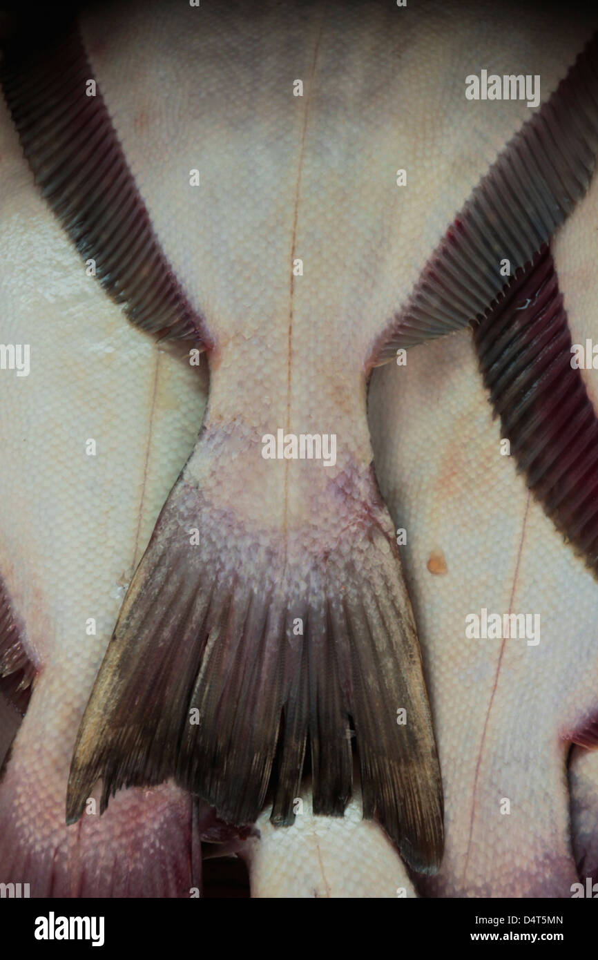 Fish tail hi-res stock photography and images - Alamy