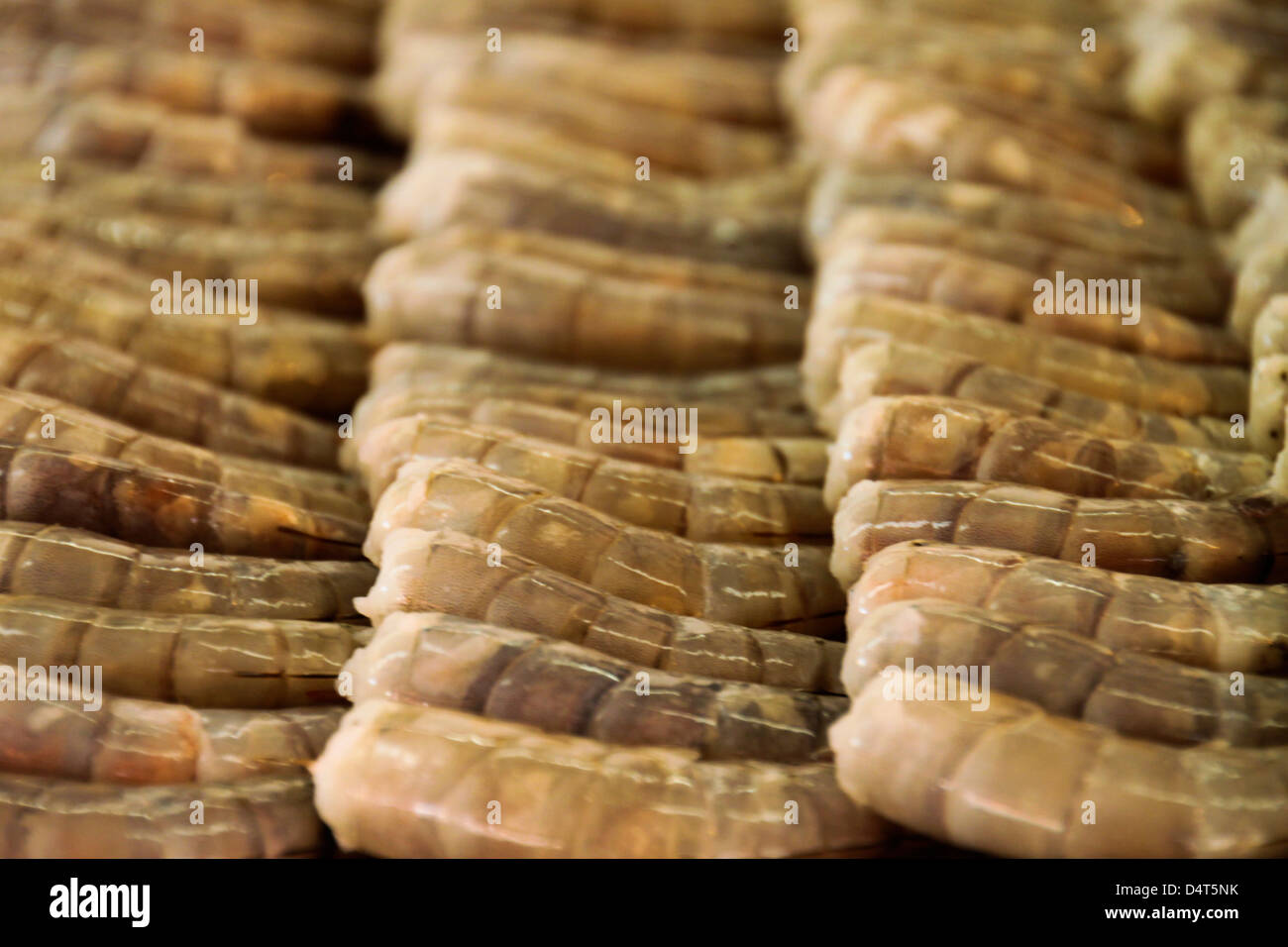Lines of shrimp Stock Photo - Alamy
