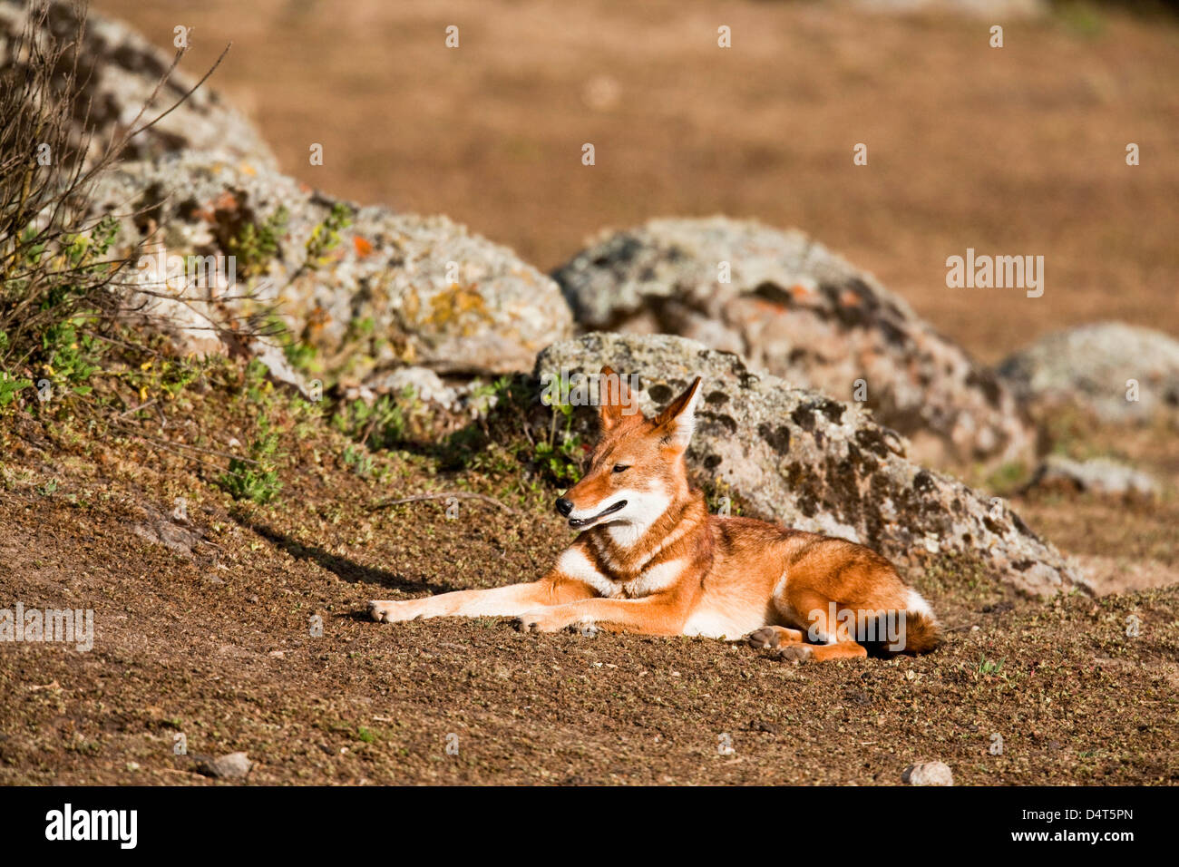 Ethiopian Wolf (Canis simensis), Bale Mountains National Park, Ethiopia ...