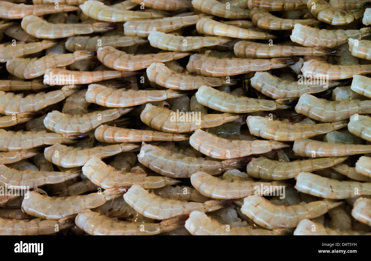 Rows of shrimp Stock Photo - Alamy